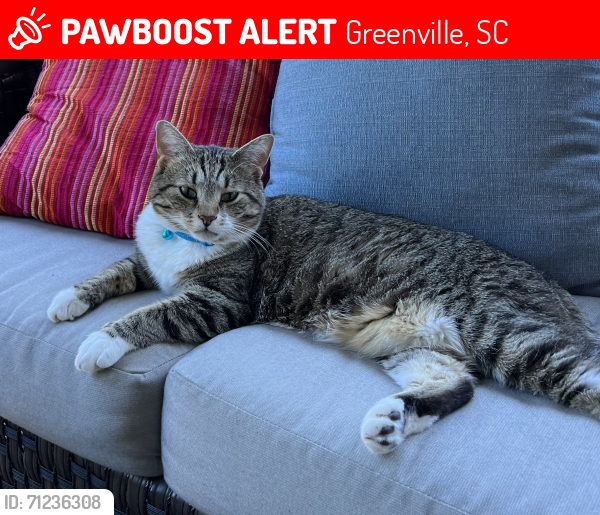 Greenville, SC Lost Male Cat, Romeo Is Missing | PawBoost