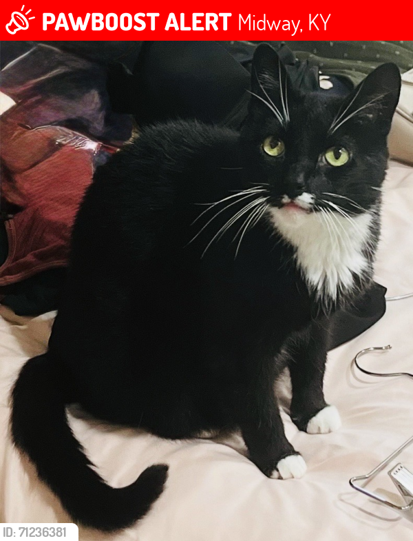 Midway, KY Lost Male Cat, Toast Is Missing | PawBoost