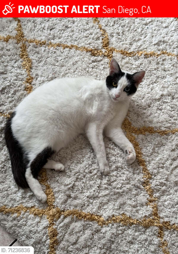 San Diego, CA Lost Female Cat, Michi Is Missing | PawBoost