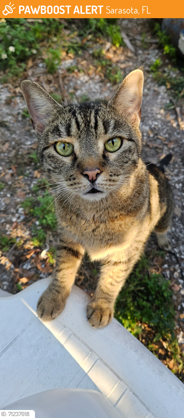 Sarasota, FL Stray Cat Found Near Proctor at Watkins | PawBoost