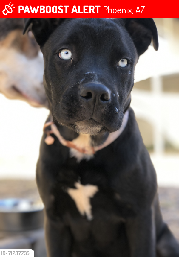 Phoenix, AZ Lost Female Dog, Freeza Is Missing | PawBoost