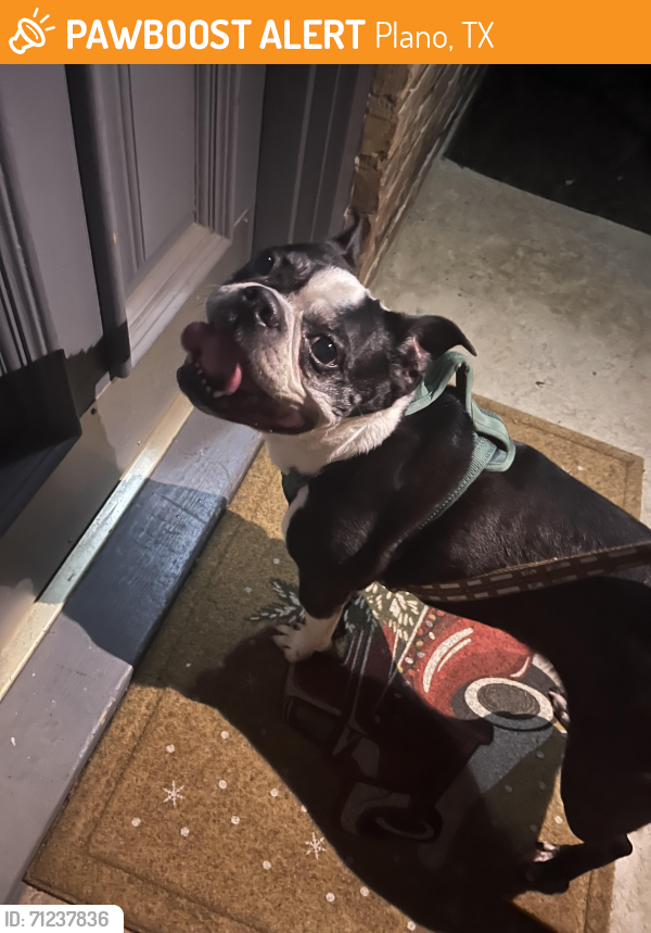 Plano, TX Stray Female Dog Found Near Kroger at Custer and Parker ...