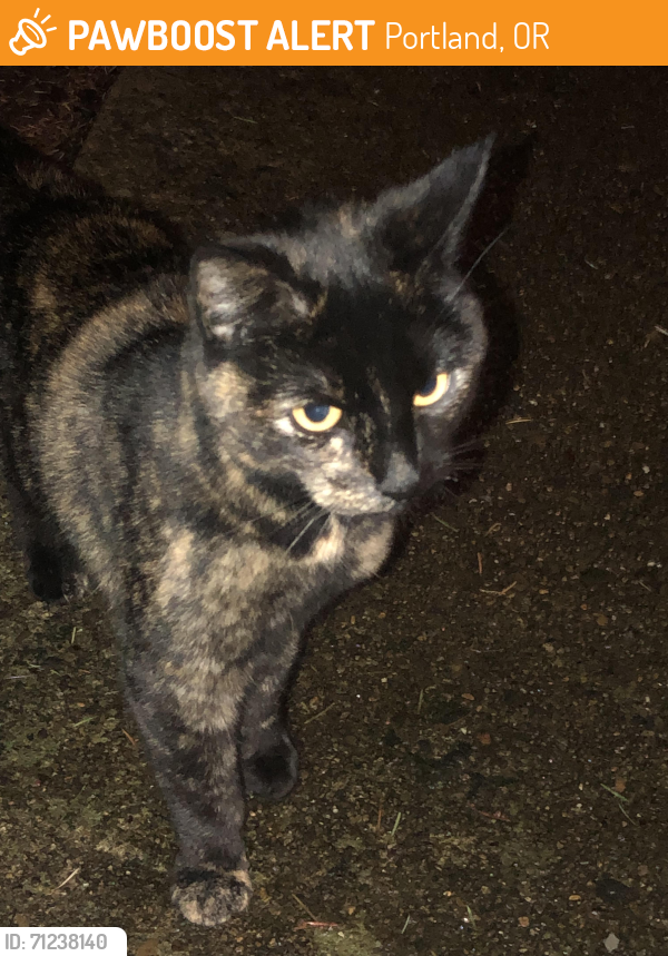 Portland, OR Stray Cat Found Near 131st s.e Lincoln | PawBoost