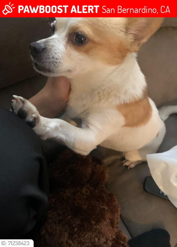 San Bernardino, CA Lost Male Dog, Splice Is Missing | PawBoost