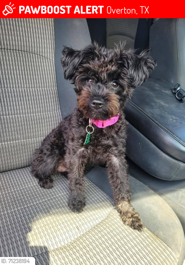 Overton, TX Lost Female Dog, Millie Is Missing | PawBoost