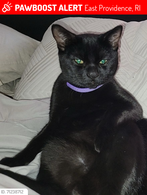 East Providence, RI Lost Male Cat, KRASH Is Missing | PawBoost