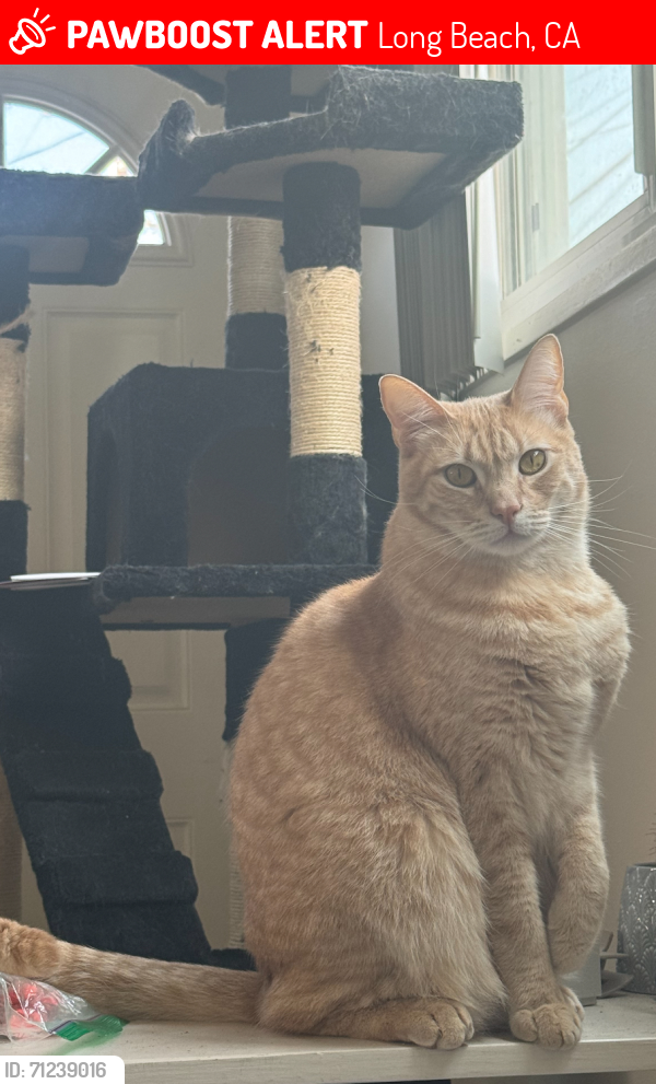Long Beach, CA Lost Male Cat, Greg Is Missing | PawBoost