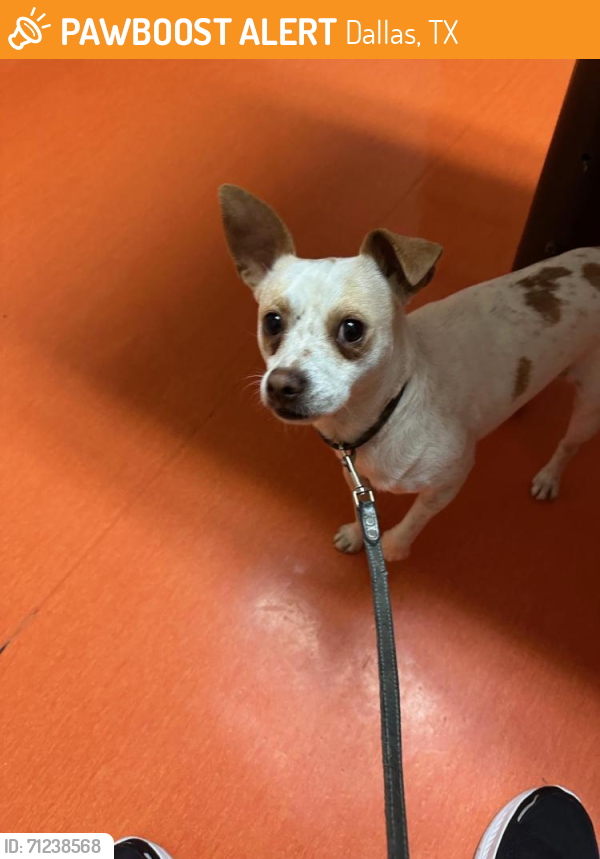 Dallas, TX Stray Male Dog Found Near Whitehurst and Meadowknoll | PawBoost