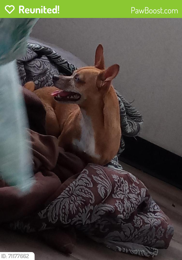 Reunited Male Dog in West Palm Beach, FL 33415 (ID: 71177662) | PawBoost