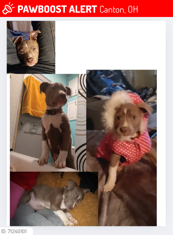 Canton, OH Lost Female Dog, Chaos (KK) Is Missing | PawBoost