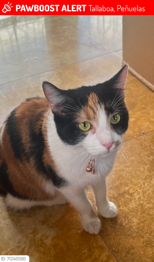 Tallaboa, Peñuelas Lost Female Cat, Pickles Is Missing | PawBoost