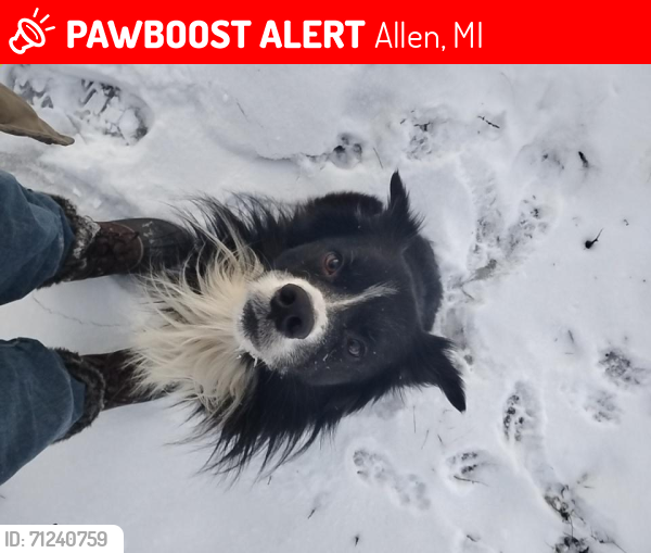 Allen, MI Lost Male Dog, Borris Is Missing | PawBoost