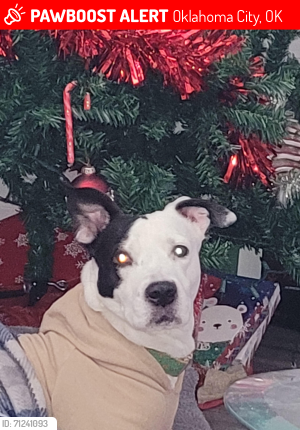 Oklahoma City, OK Lost Male Dog, Chapo Is Missing | PawBoost