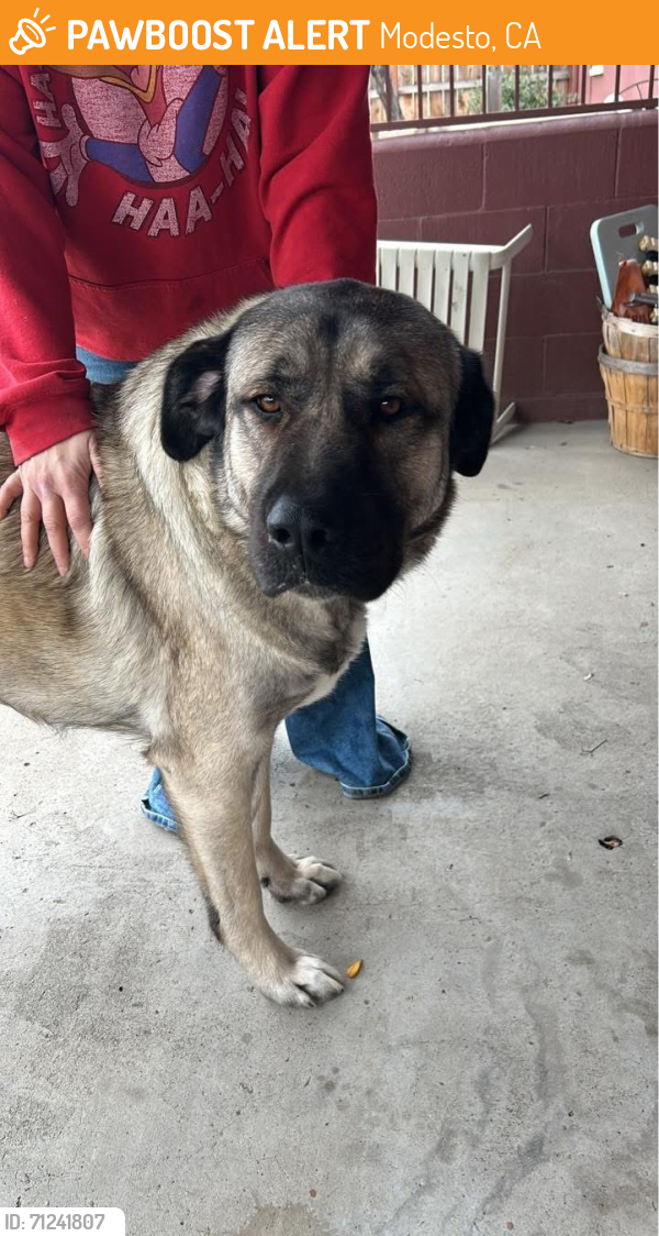 Modesto, CA Stray Male Dog Found Near Near East Coolidge Ave., Modesto ...