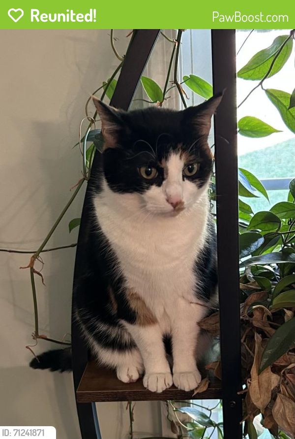 Reunited Female Cat in Chester, VA 23831 (ID: 71241871) | PawBoost