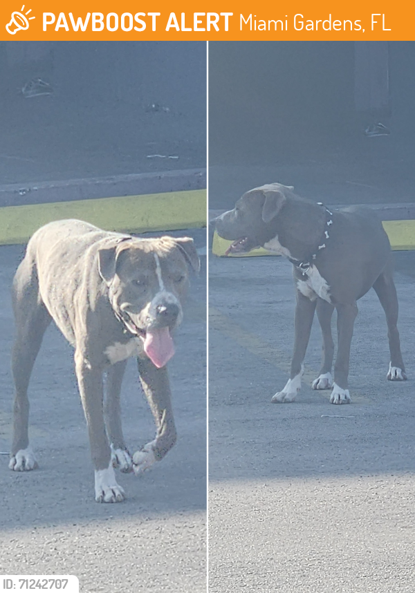 Miami Gardens, FL Stray Male Dog Found Near Near nw 177th st miami ...