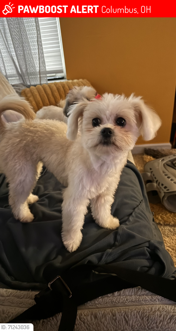 Columbus, OH Lost Female Dog, Miley Is Missing | PawBoost