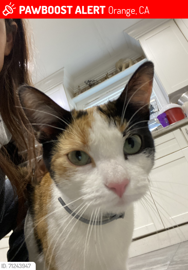 Orange, CA Lost Female Cat, Kitty Girl Is Missing | PawBoost