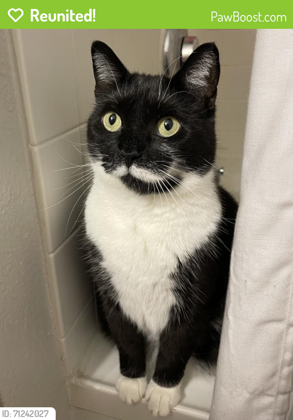 Reunited Female Cat in Canton, GA 30115 (ID: 71242027) | PawBoost