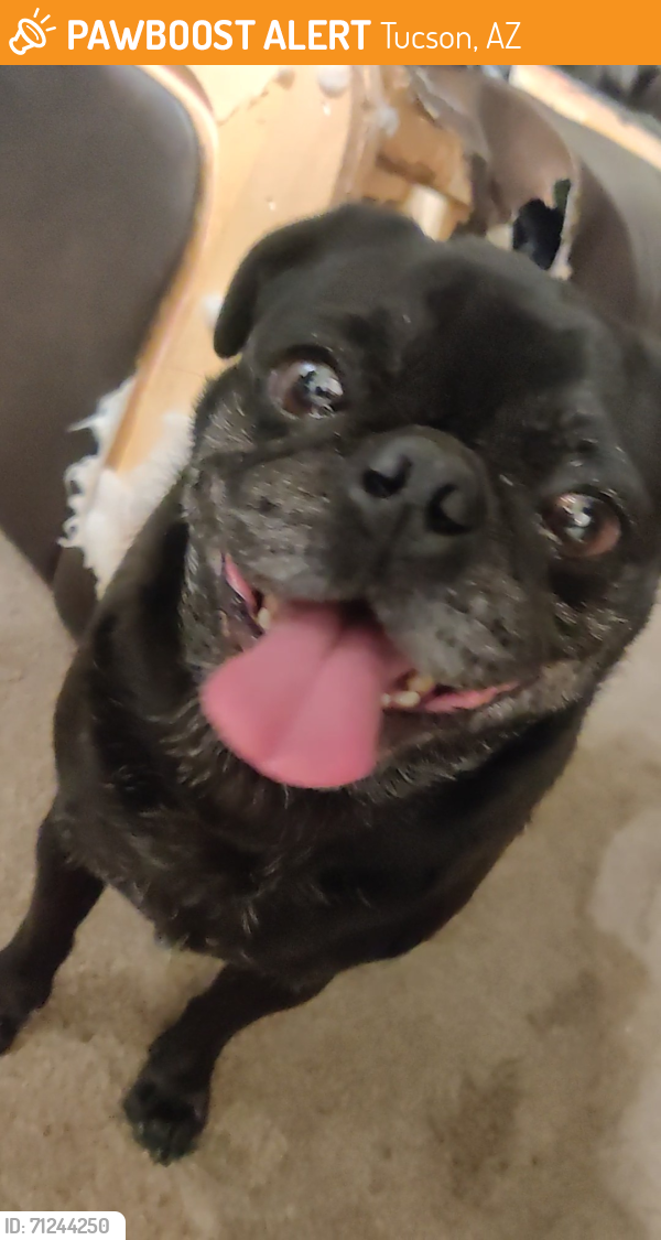 Tucson, AZ Stray Male Dog Found Near E corona and alvernon | PawBoost