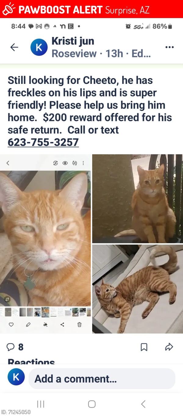 Surprise, AZ Lost Male Cat, Cheeto Is Missing | PawBoost