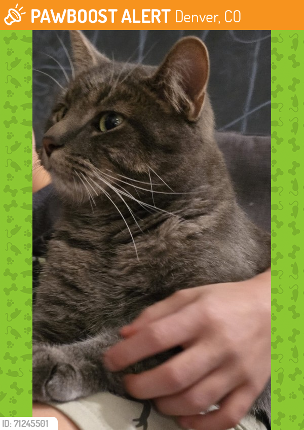 Denver, CO Stray Cat Found Near Federal and Dartmouth | PawBoost