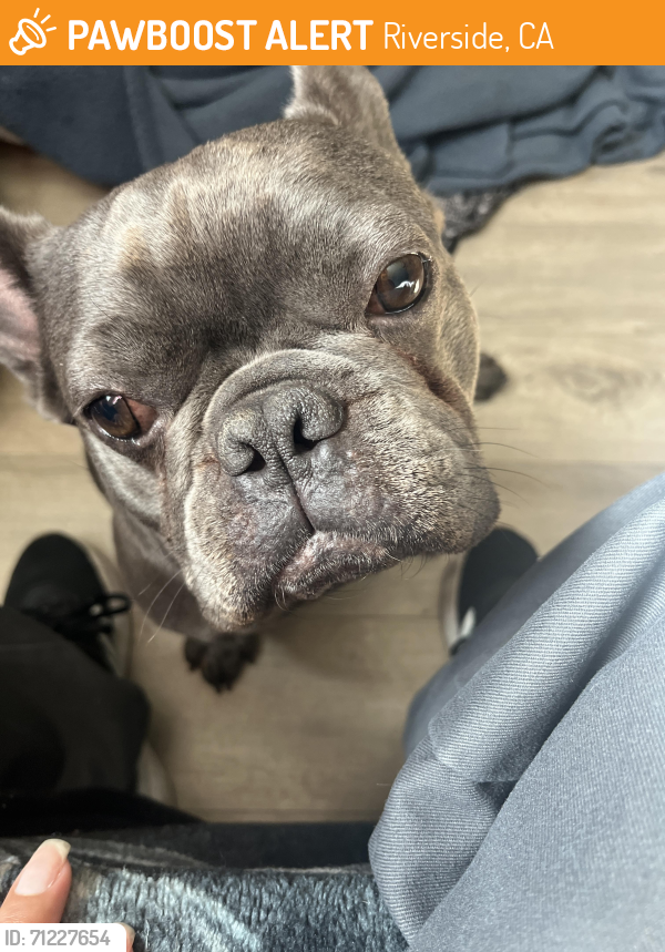 Rehomed Male Dog in Riverside, CA 92502 (ID: 71227654) | PawBoost