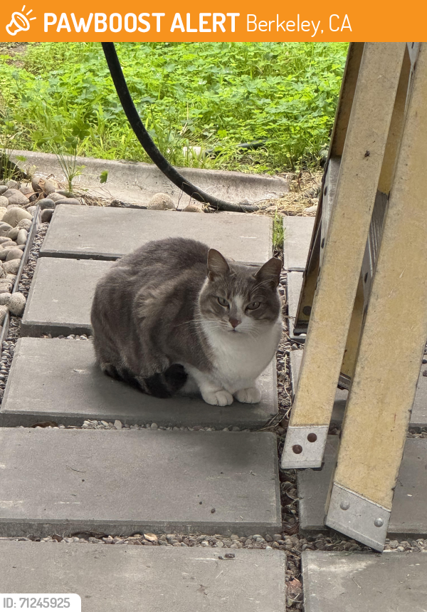 Berkeley, CA Stray Cat Found Near Fifth and Cedar, Berkeley, CA | PawBoost