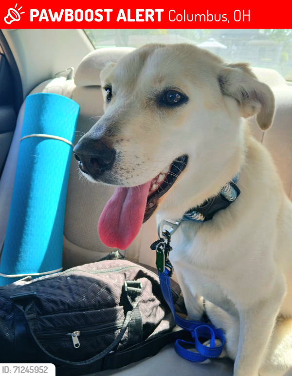 Columbus, OH Lost Male Dog, N/A Is Missing | PawBoost