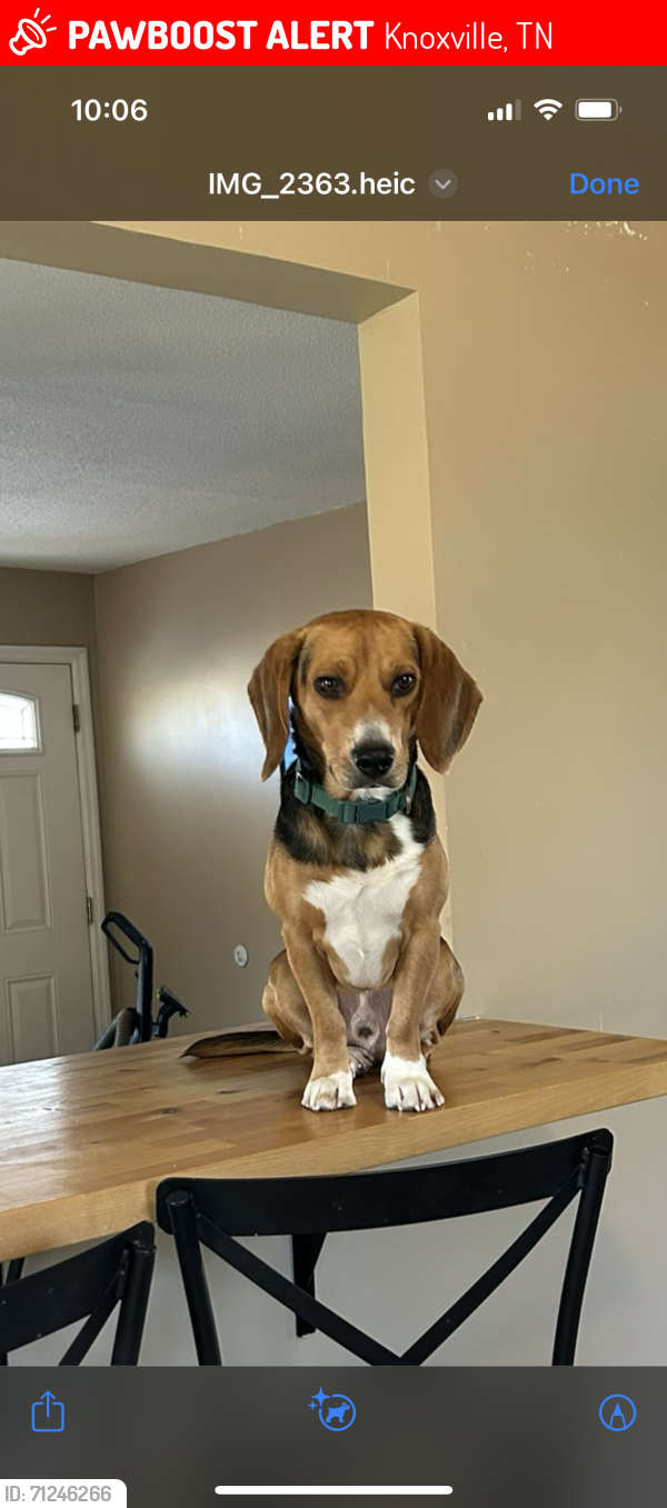 Knoxville, TN Lost Male Dog, Murphy Is Missing | PawBoost