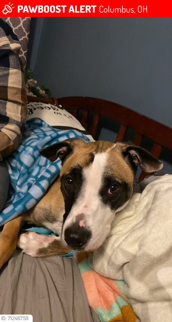 Columbus, OH Lost Male Dog, Ghost Is Missing | PawBoost