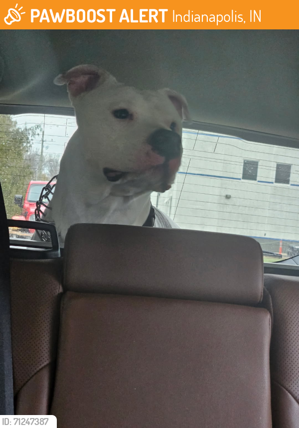 Indianapolis, IN Stray Male Dog Found Near 82nd Street and Sargent Road ...