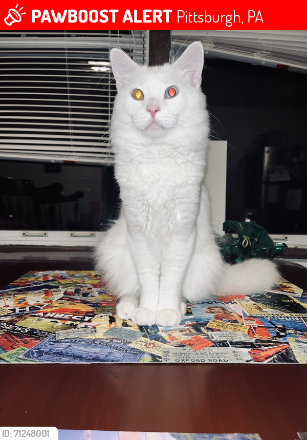 Pittsburgh, PA Lost Male Cat, Dopie Is Missing | PawBoost