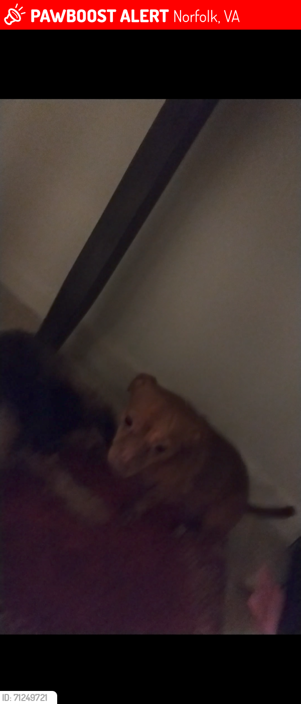 Norfolk, VA Lost Male Dog, Rylo Is Missing | PawBoost