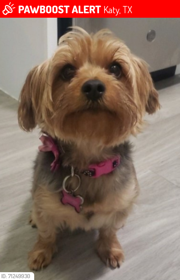 Katy, TX Lost Female Dog, Phoebe Is Missing | PawBoost