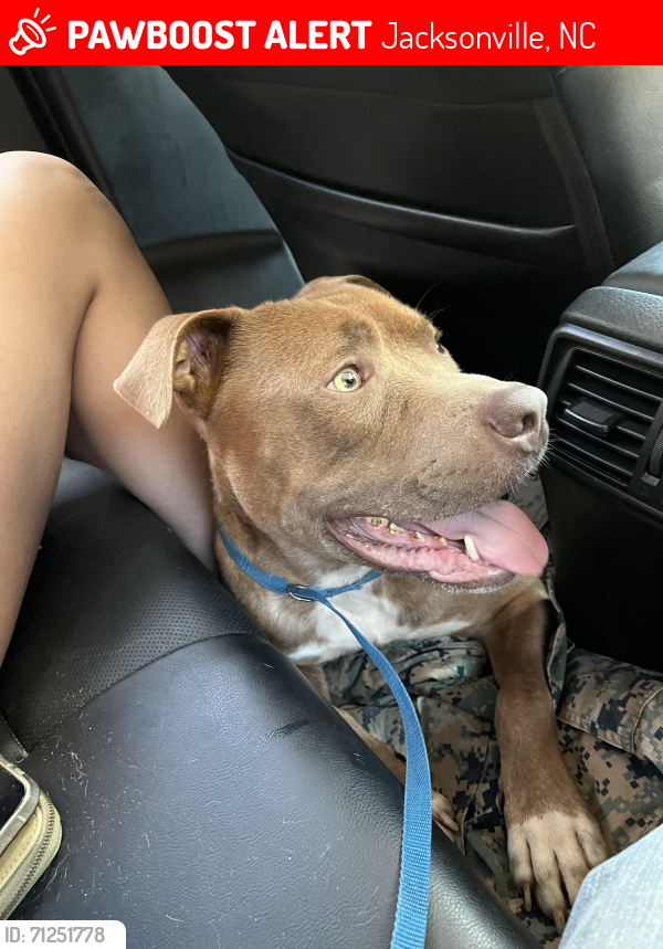 Jacksonville, NC Lost Male Dog, Meatball Is Missing | PawBoost