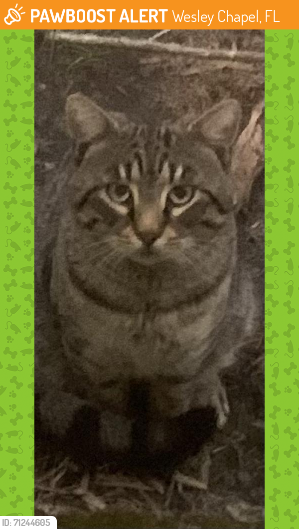 Wesley Chapel, FL Stray Cat Found Near Subdivision behind Target - Big ...