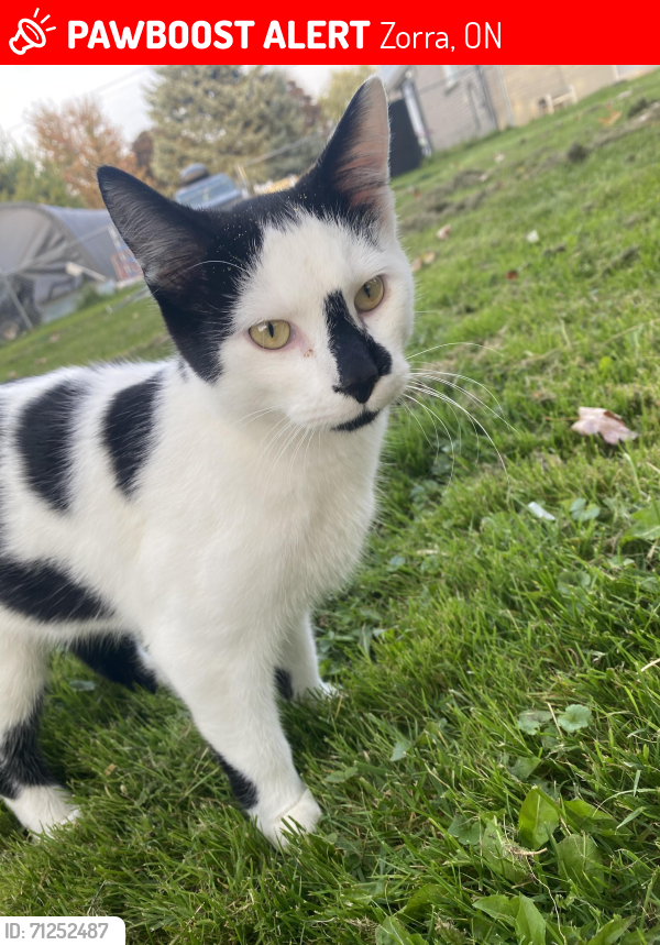 Zorra, ON Lost Male Cat, Oreo Is Missing | PawBoost