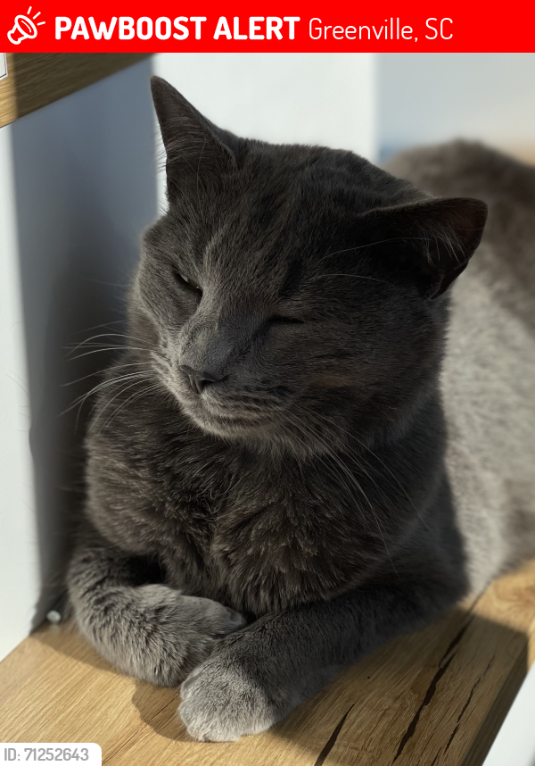 Greenville, SC Lost Female Cat, Sey Is Missing | PawBoost