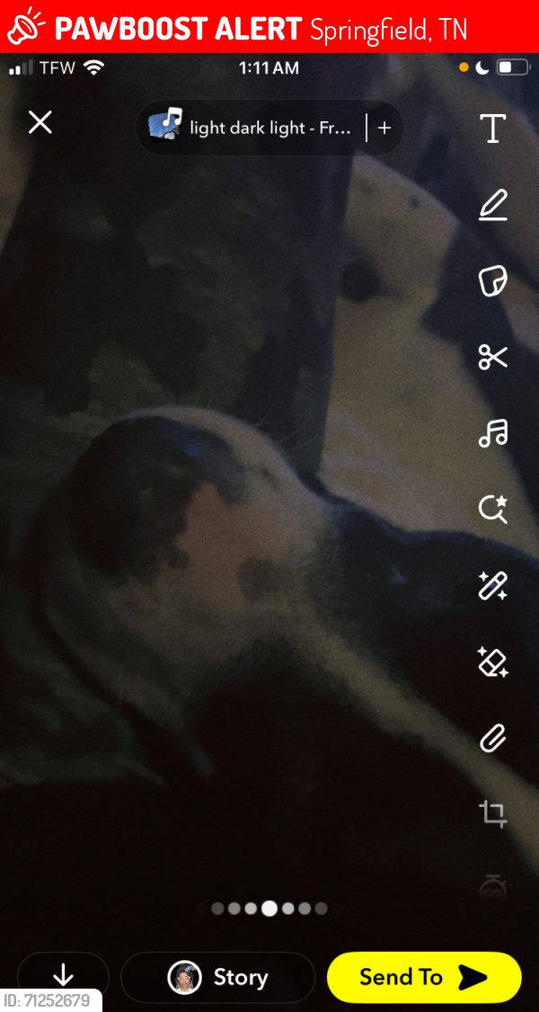 Springfield, TN Lost Male Dog, Theo And Toby Is Missing | PawBoost