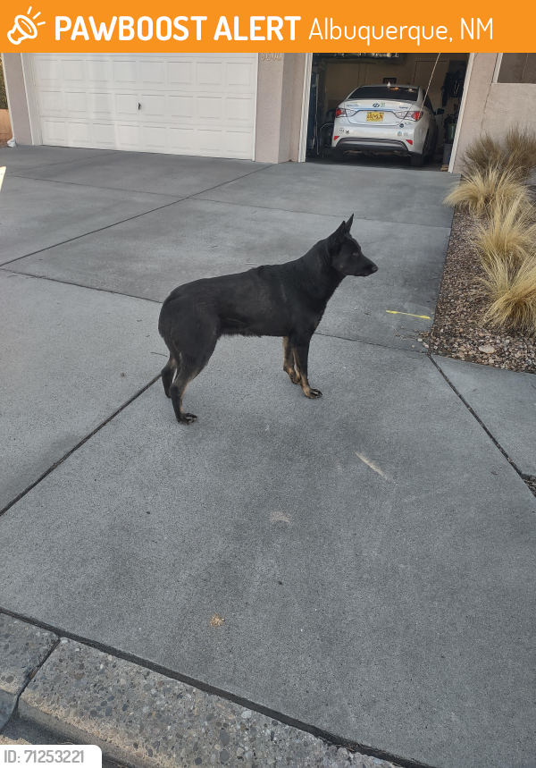 Albuquerque, NM Stray Male Dog Found Near Moon and Spain | PawBoost