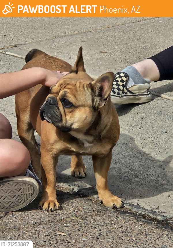 Phoenix, AZ Stray Female Dog Found Near Near W. Charter Oak Rd | PawBoost