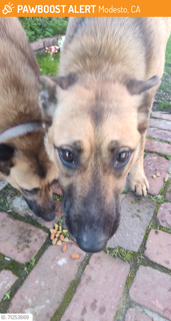 Surrendered Female Dog in Modesto, CA 95350 (ID: 71253969) | PawBoost