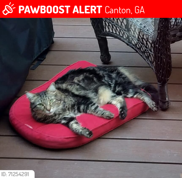 Canton, GA Lost Male Cat, Pippin Is Missing | PawBoost