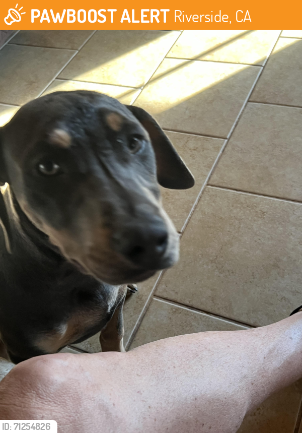 Rehomed Female Dog in Riverside, CA 92501 (ID: 71254826) | PawBoost
