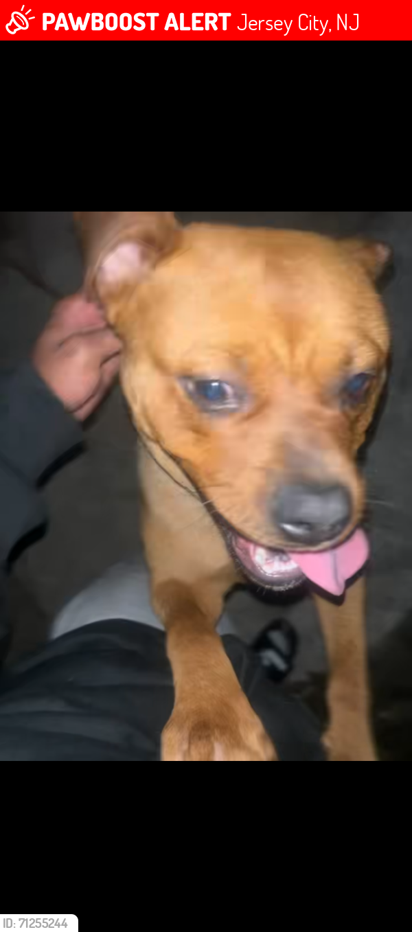 Jersey City, NJ Lost Female Dog, Reese Is Missing | PawBoost