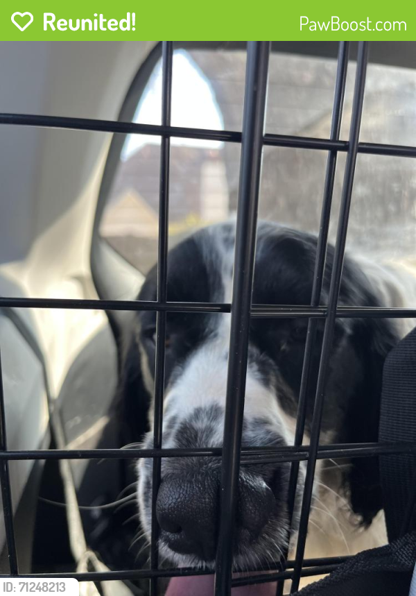 Reunited Male Dog in Greenville, SC 29615 (ID: 71248213) | PawBoost