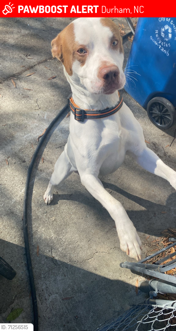 Durham, NC Lost Male Dog, Bobby Is Missing | PawBoost