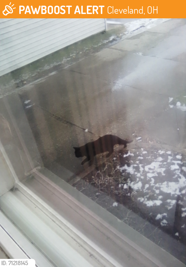 Cleveland, OH Stray Cat Found Near Triskett area 140 street | PawBoost