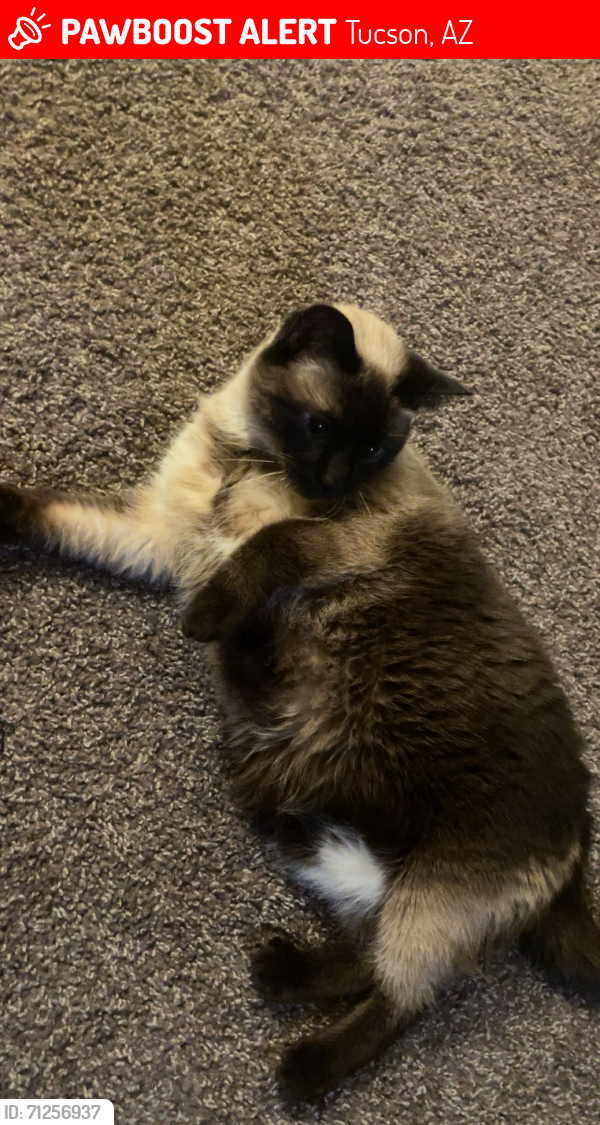 Tucson, AZ Lost Female Cat, Myla Is Missing | PawBoost